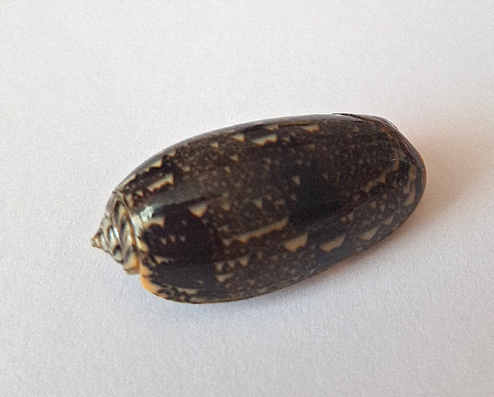 Oliva reticulata :: SHELLS FOR YOU.CZ